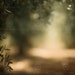 Olive Grove Digital Backdrop: Orchard, Trees (digital Download) - Etsy