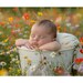 Flower Field Newborn Digital Backdrop, White Bucket, Baby, Grass ...