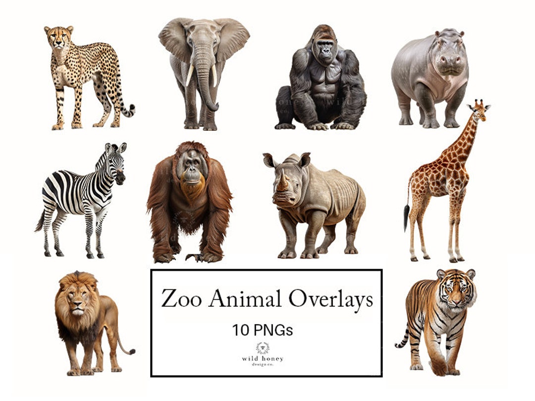 Photorealistic Zoo Animals Overlays, Clipart, 10 Pngs, Wild, Safari ...