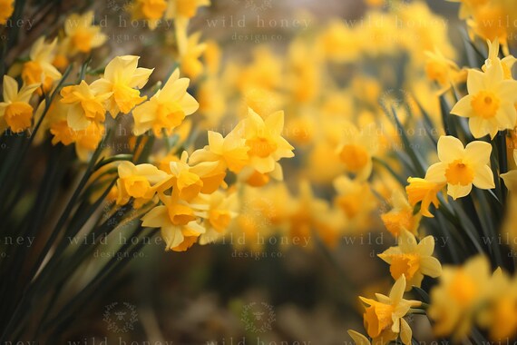 Daffodil Photo Backdrops Dazzling Yellow Daffodils In Waterfilled