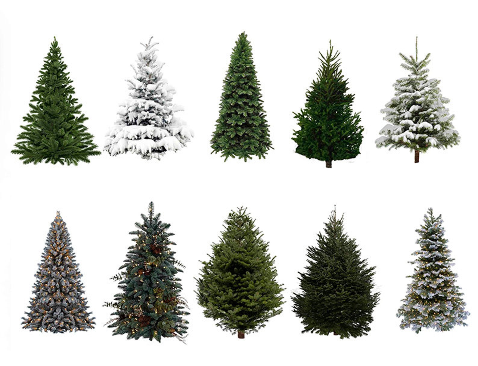 Fir Tree PNG Overlays: Winter Christmas Clipart (digital Props) - Etsy