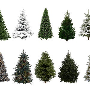 Fir Tree PNG Overlays: Winter Christmas Clipart (digital Props) - Etsy
