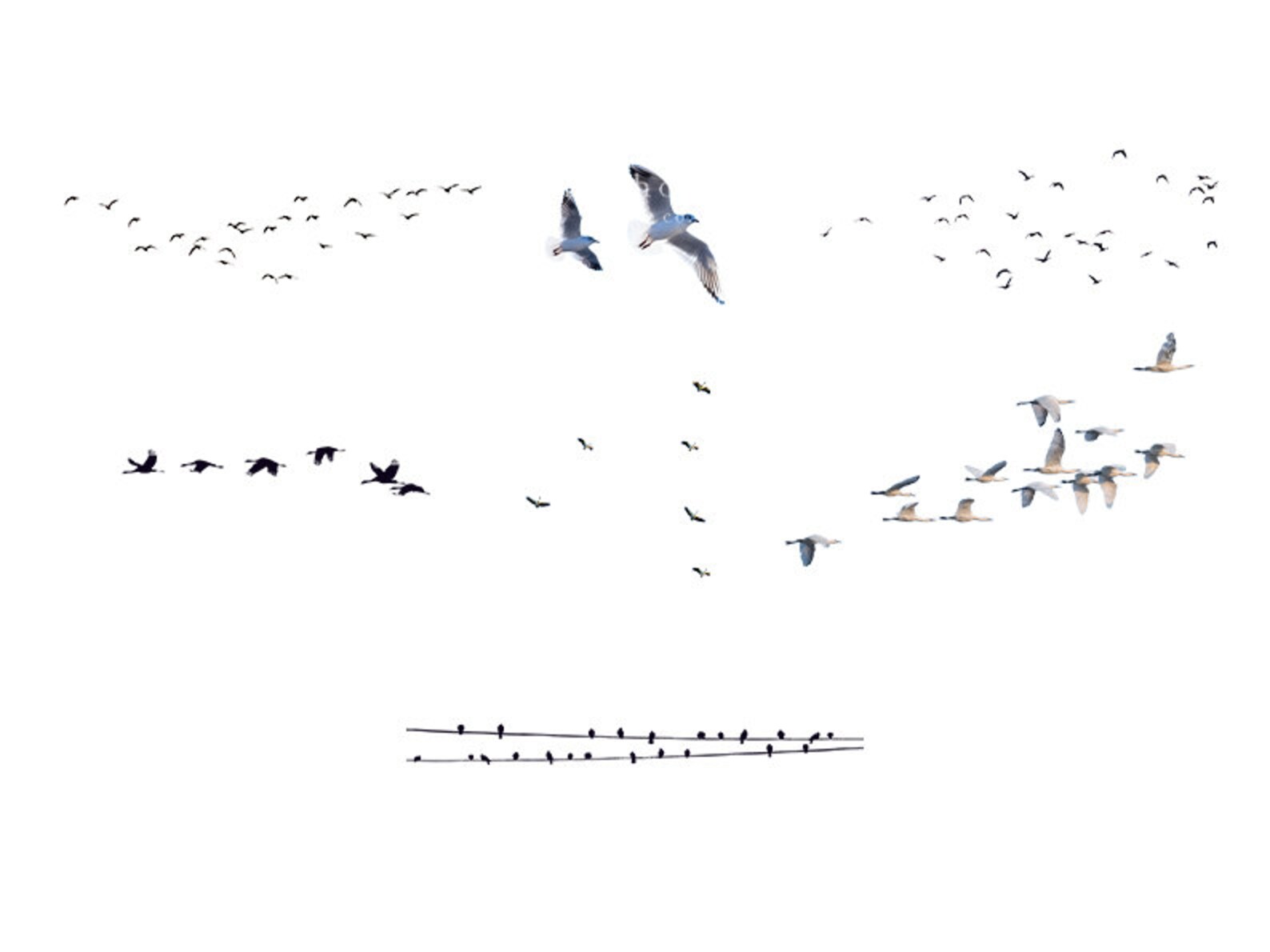 Bird Overlays, Clipart, 10 Pngs, Bird Flocks, Seagulls, Transparent PNG ...