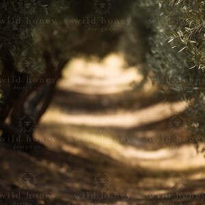 Olive Grove Digital Backdrop, Orchard, Trees, Digital Background ...