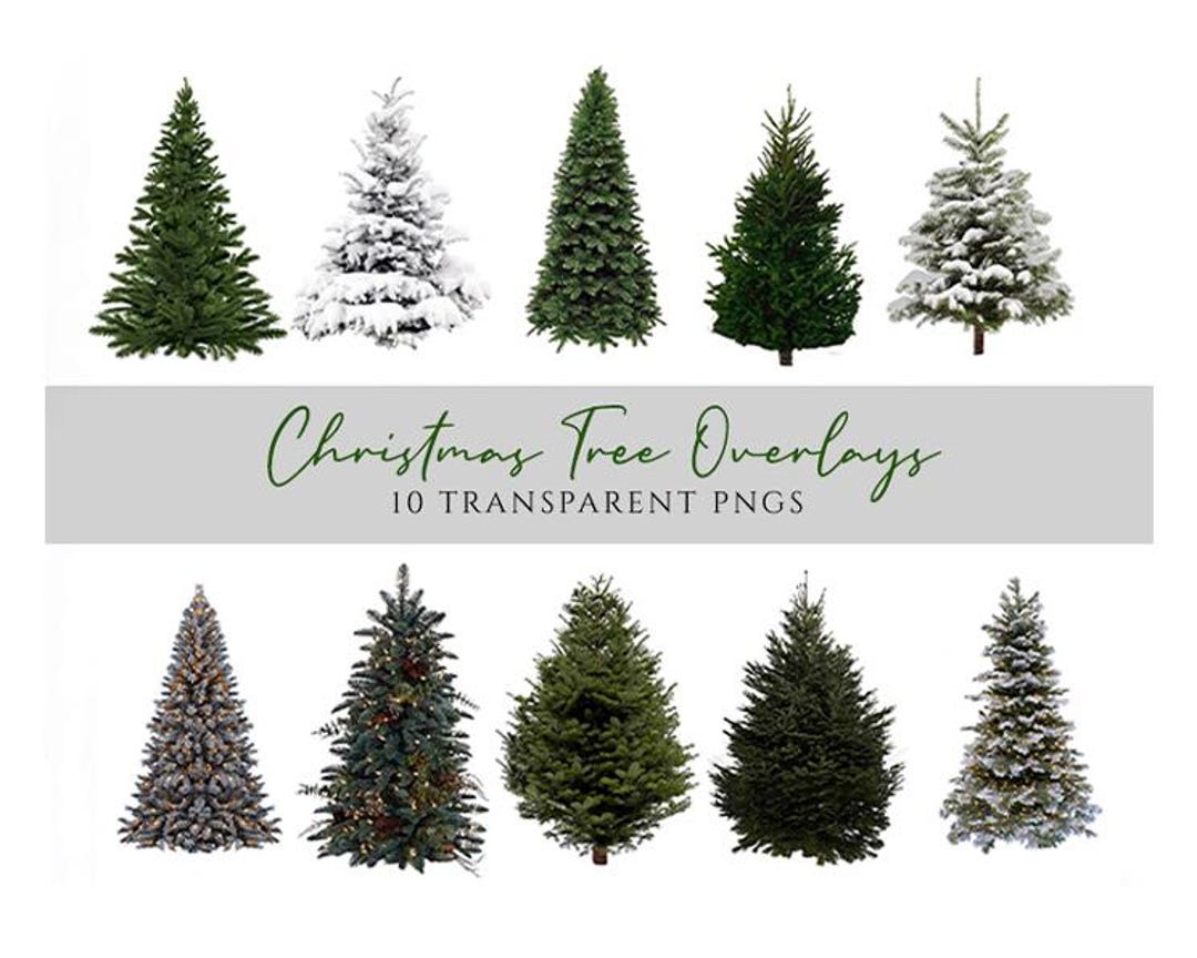 Fir Tree PNG Overlays: Winter Christmas Clipart (digital Props) - Etsy
