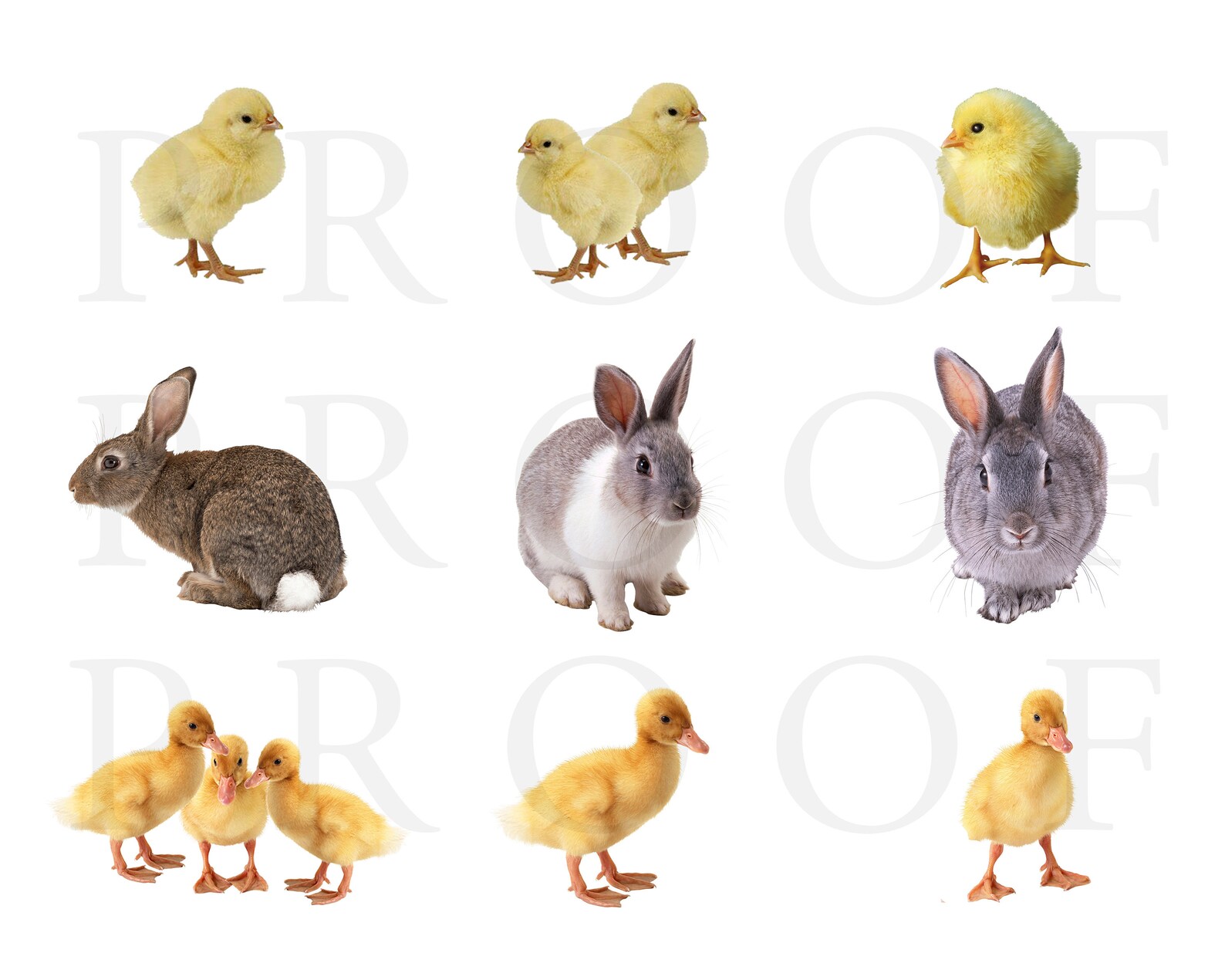 Baby Animal Overlays Bunny Rabbits Chicks and Ducklings - Etsy