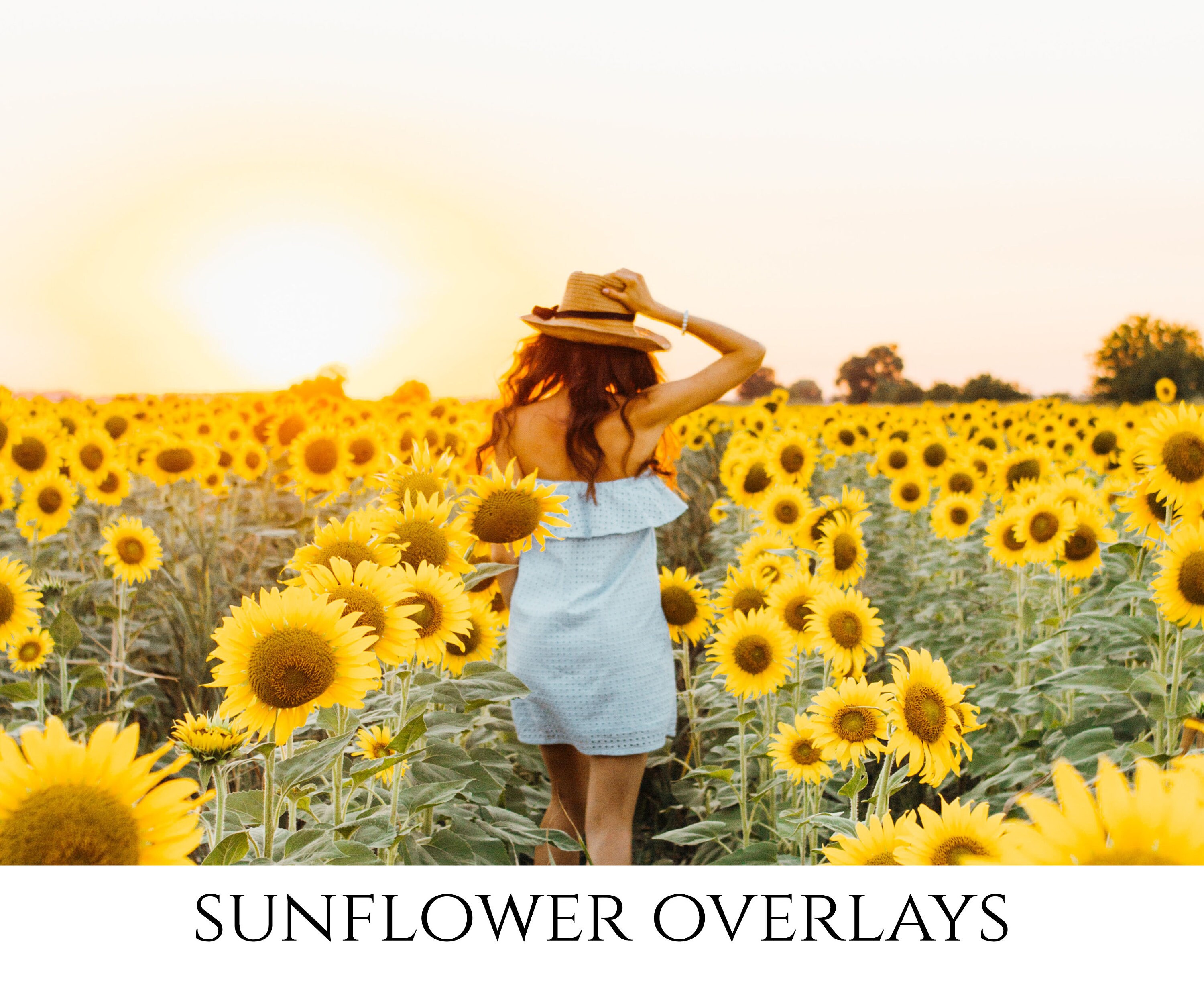 Sunflower Overlays Summer Overlays Flowers Photoshop | Etsy Australia