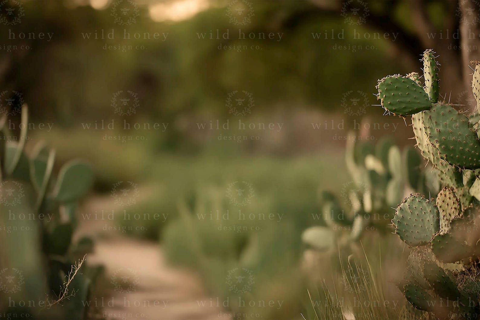 Cactus Desert Photography Digital Backdrop: Golden Hour Haze (digital ...