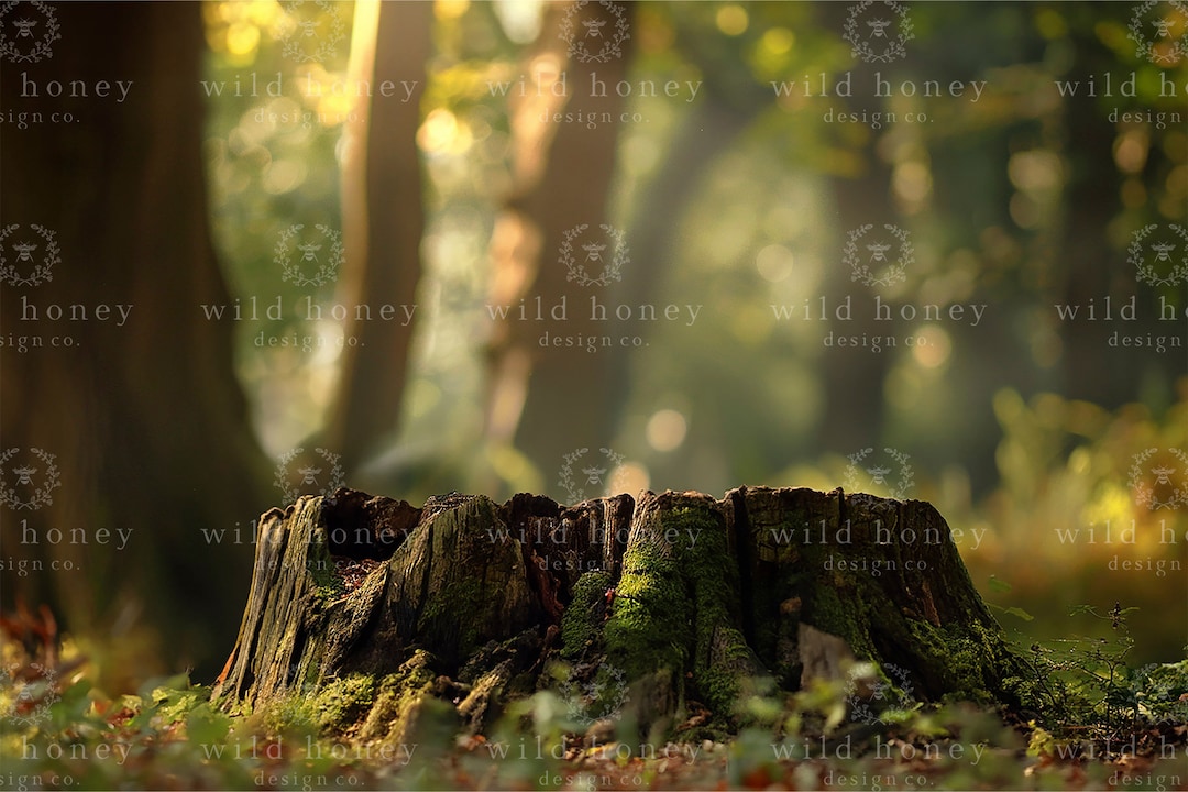Woodland Digital Backdrop, Tree Stump, Log, Forest, Trees, Greens, Wood ...