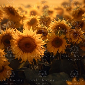 Sunflower Digital Backdrop: Field, Flowers, Glow, Sun, Digital ...