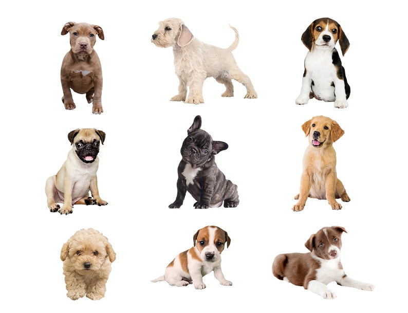 Puppy Overlays Puppy PNG Dogs Baby Pups Transparent - Etsy