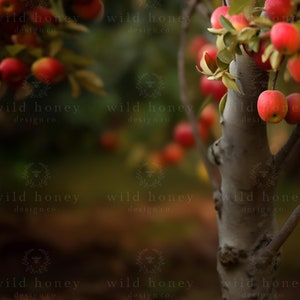 Apple Tree Digital Backdrop, Fall, Autumn, Orchard, Fruit Tree ...