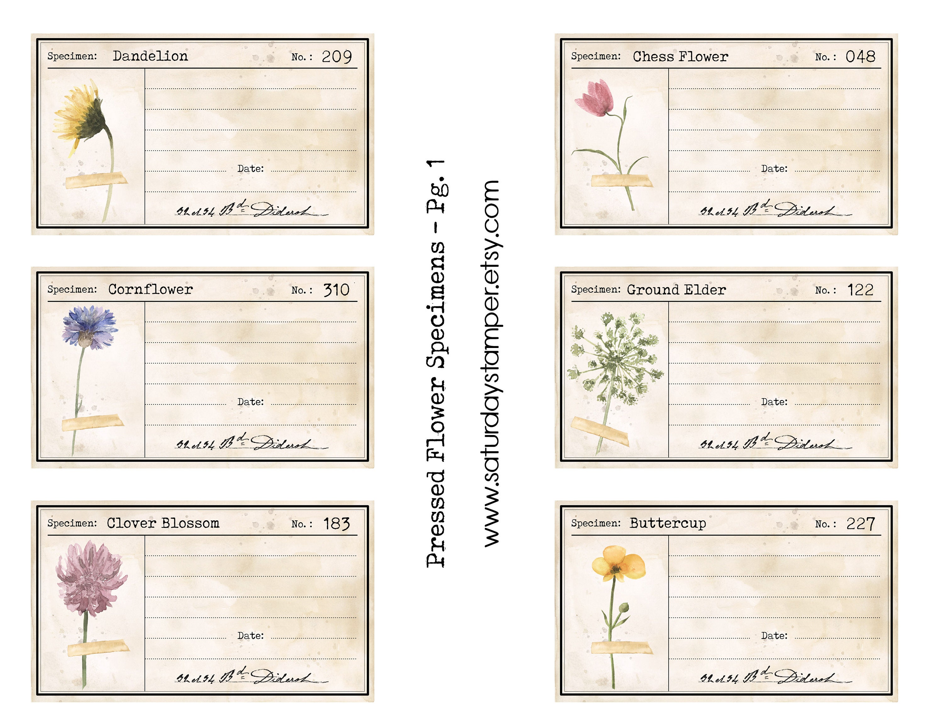 Pressed Flower Specimen Journal Cards Vintage Botanicals - Etsy