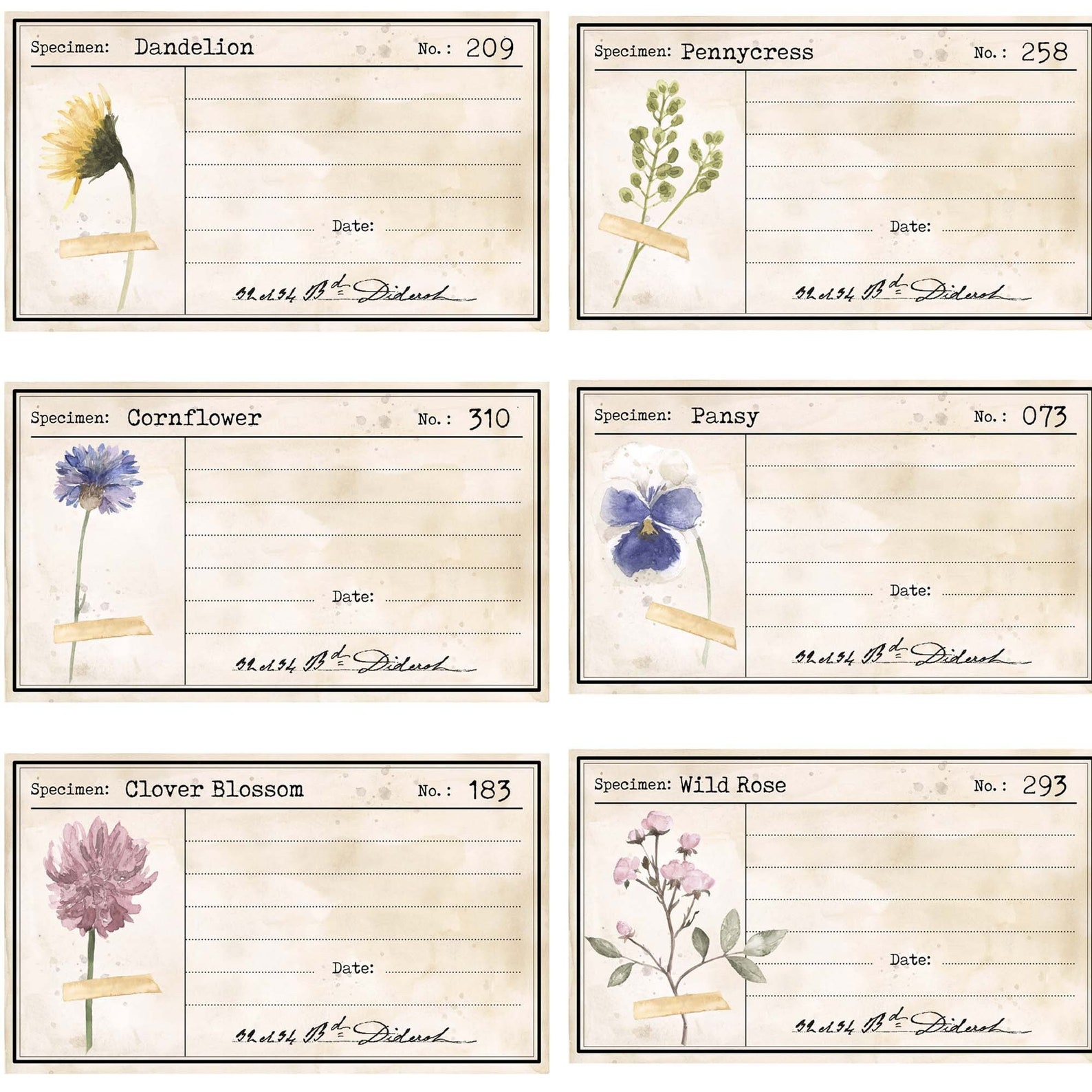 Pressed Flower Specimen Journal Cards, Vintage Botanicals, Digital ...
