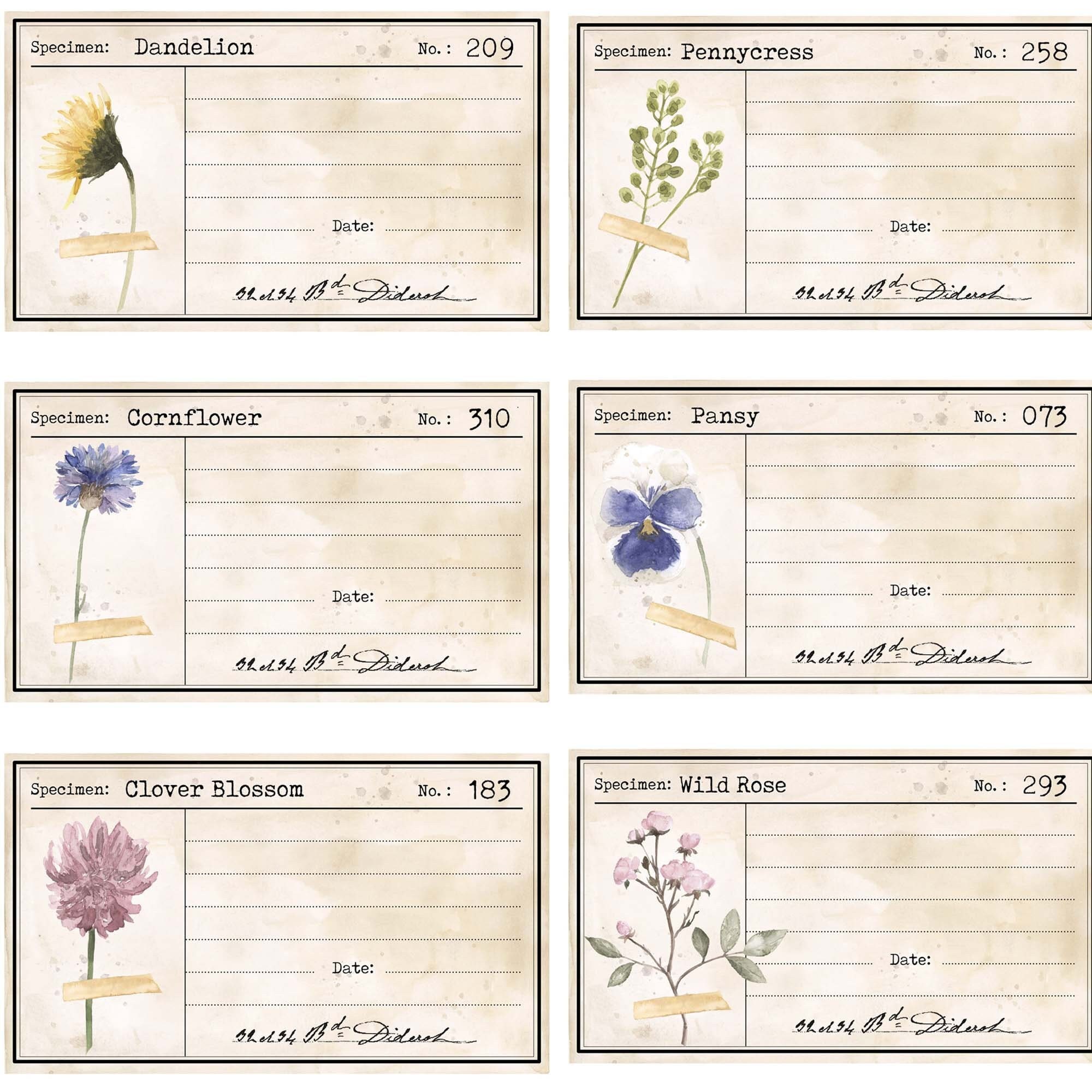 Pressed Flower Specimen Journal Cards Vintage Botanicals - Etsy