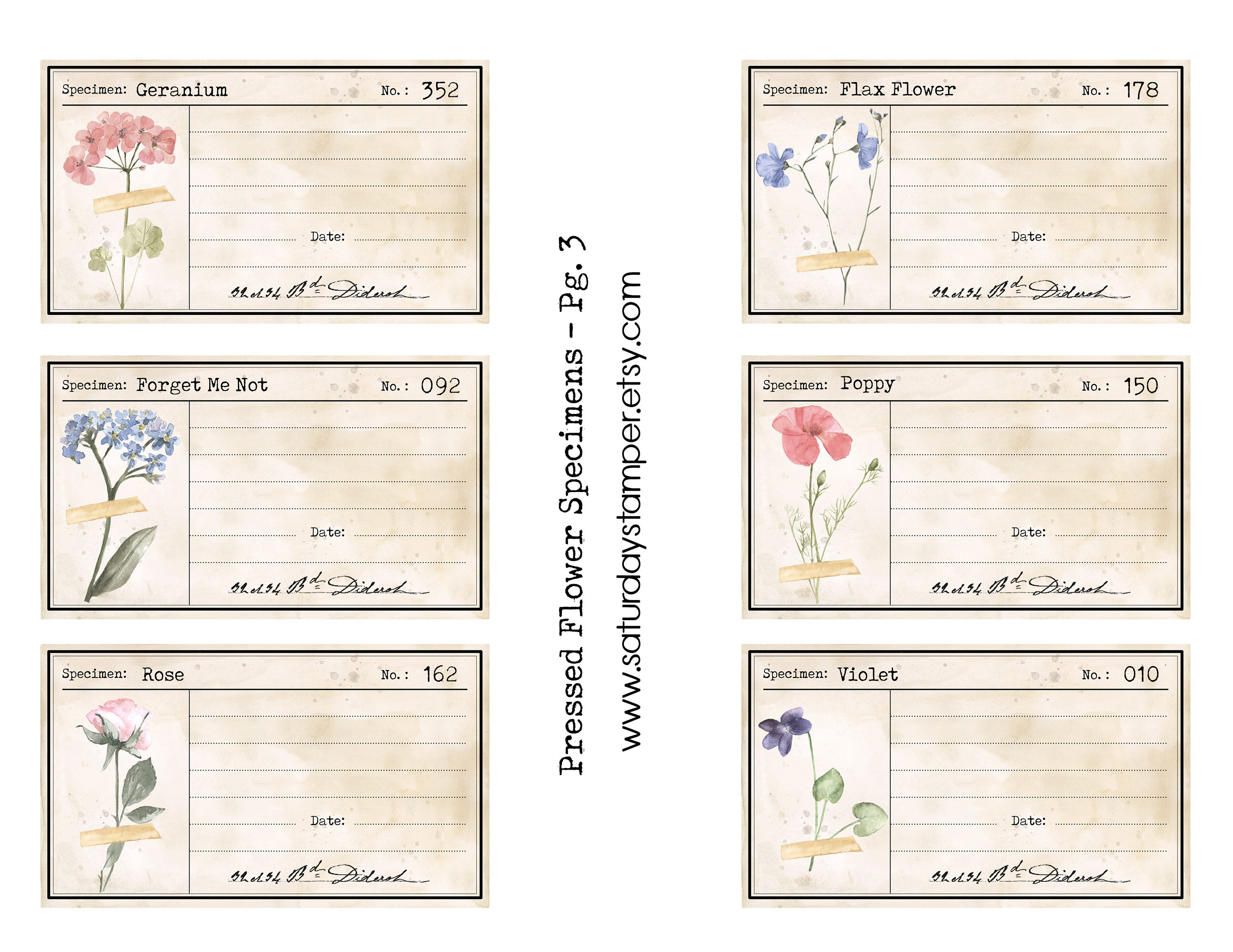 Pressed Flower Specimen Journal Cards Vintage Botanicals - Etsy