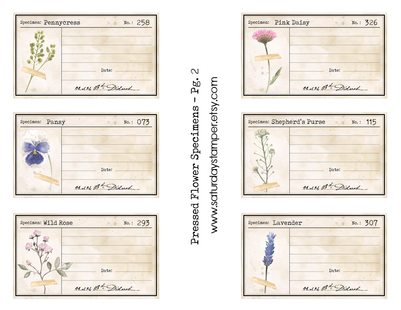 Pressed Flower Specimen Journal Cards, Vintage Botanicals, Digital ...