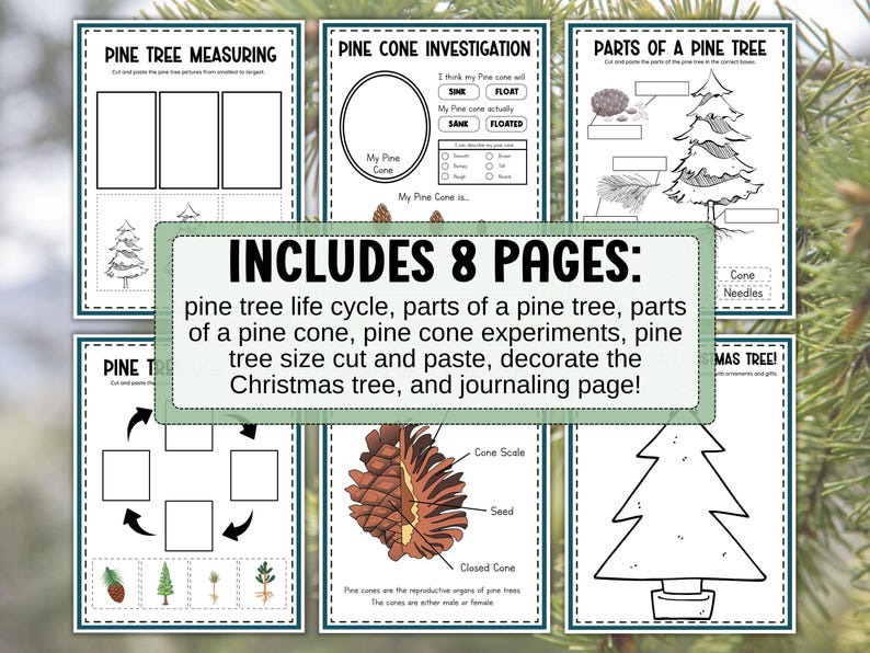 Pine Tree Life Cycle Science Activities: Printable Winter Nature Study ...