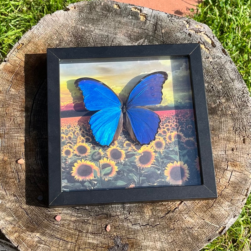 Peruvian Butterflies - Etsy