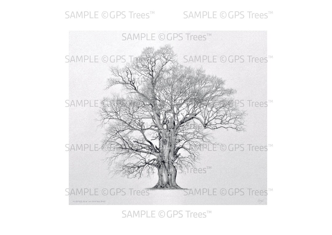 Oak Tree Art Print With GPS Location petworth Park 3 A3 - Etsy