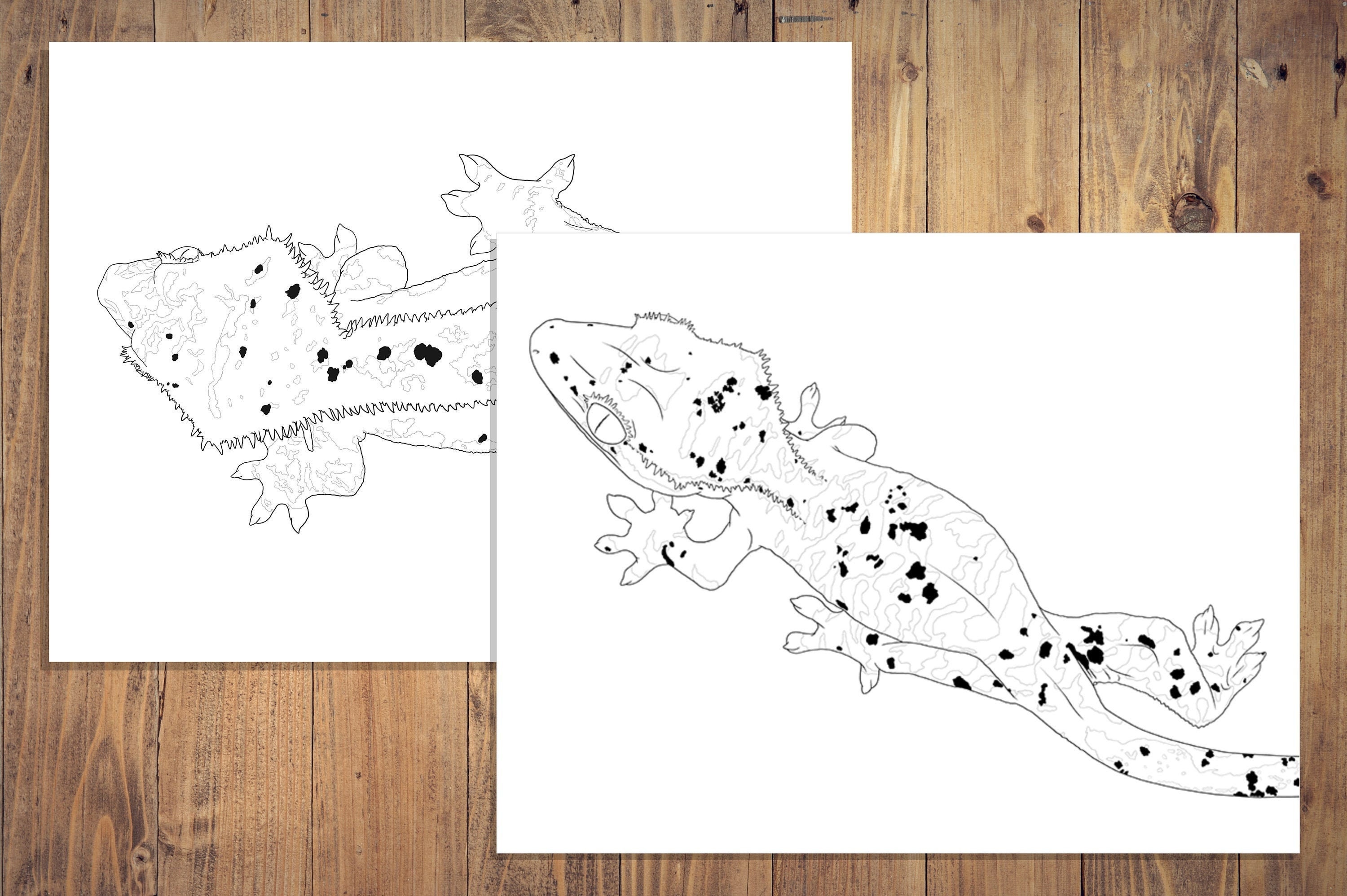 Gecko Coloring Pages