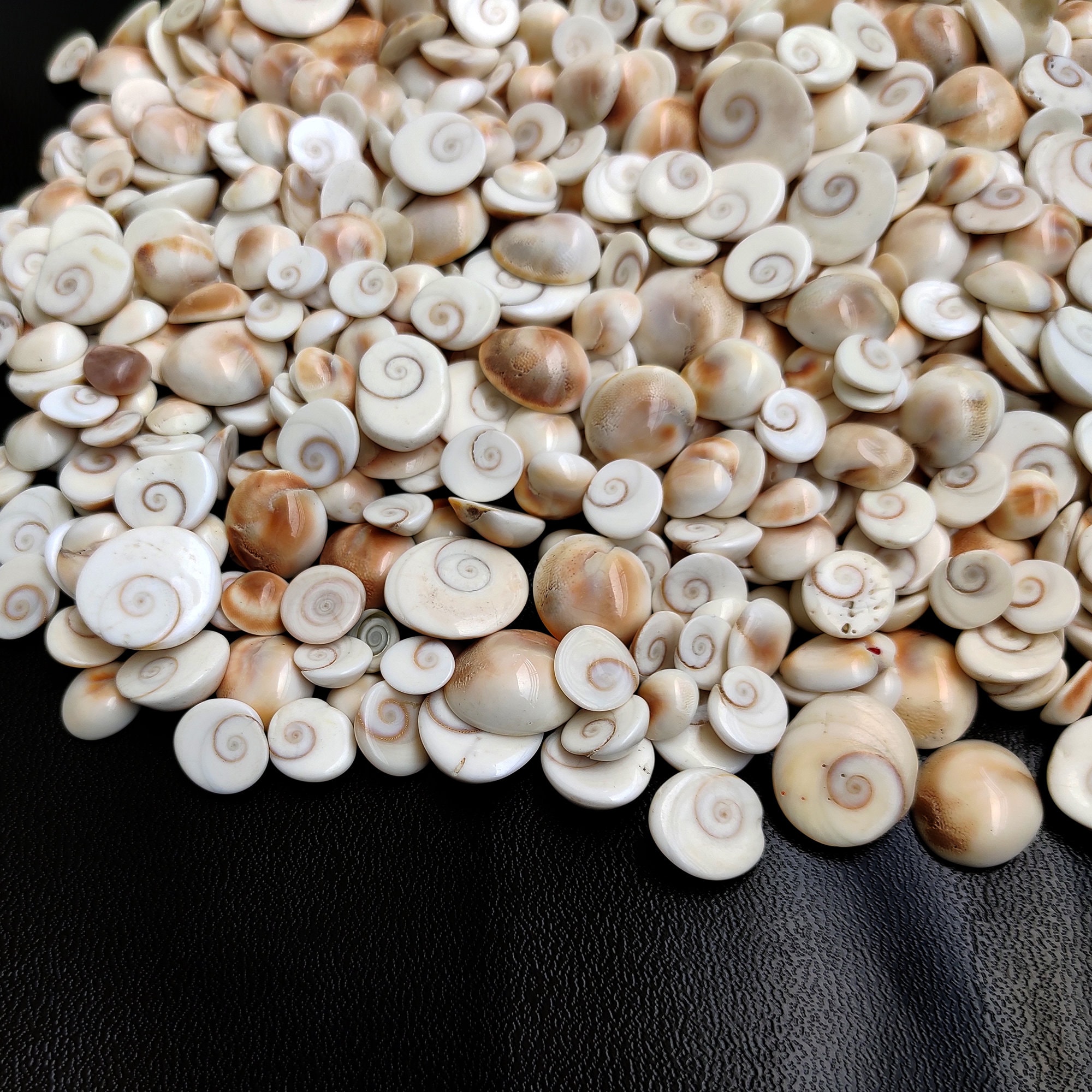 Shiva Eye Shell Gemstone, Shiva Shell Cabochon, Shiva Shell Healing ...