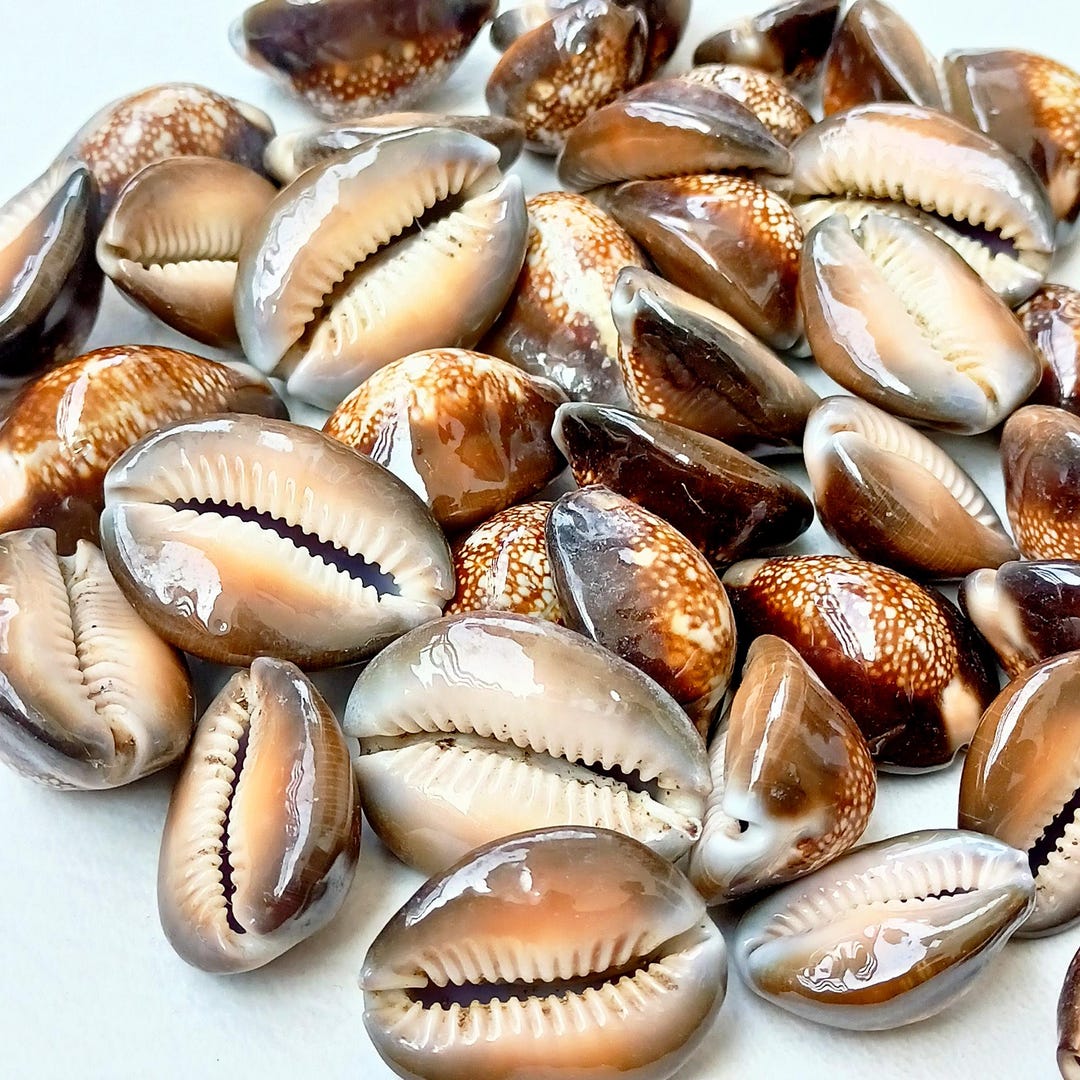 Cowrie Shells, Cowrie Shell Beads, Bulk Cowries, Natural Shells, Cowrie ...