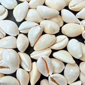 White Cowrie Shells, Cowrie Shell Beads, Bulk Cowries, Natural Shells ...