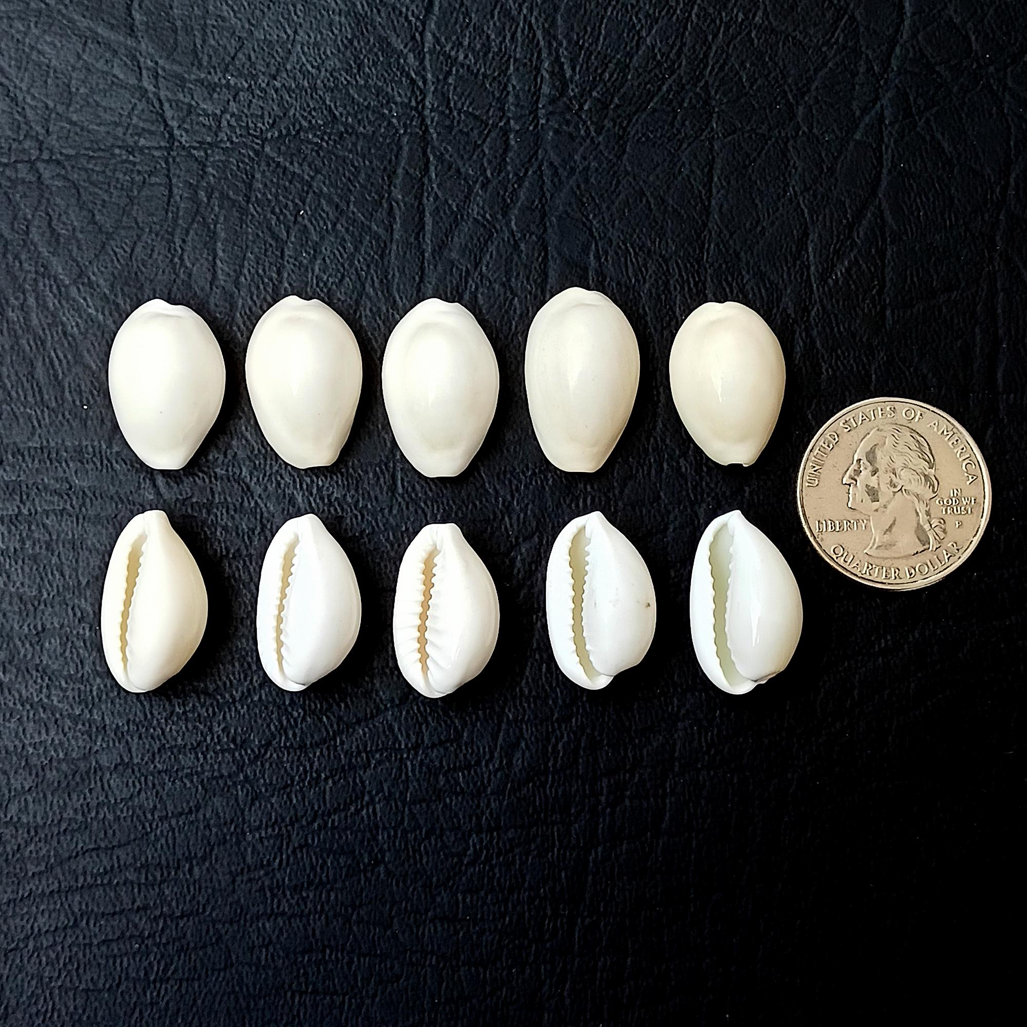 White Cowrie Shells, Cowrie Shell Beads, Bulk Cowries, Natural Shells ...