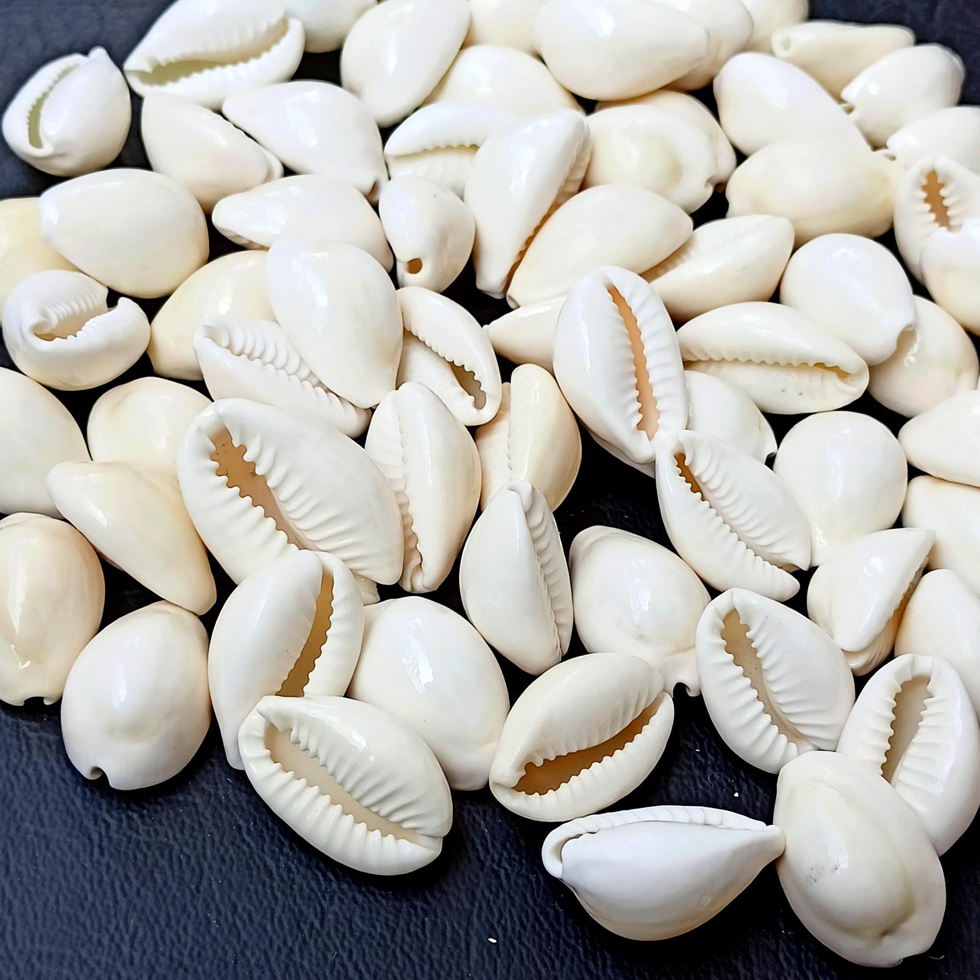 White Cowrie Shells, Cowrie Shell Beads, Bulk Cowries, Natural Shells ...