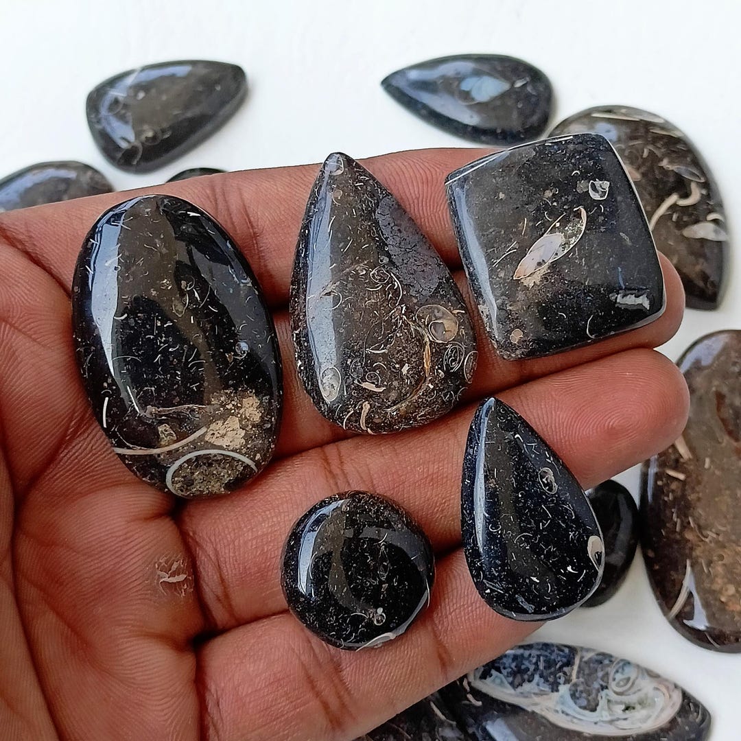 Turritella Fossil Stone, Turritella Cabochon Lot AAA Quality Turritella ...