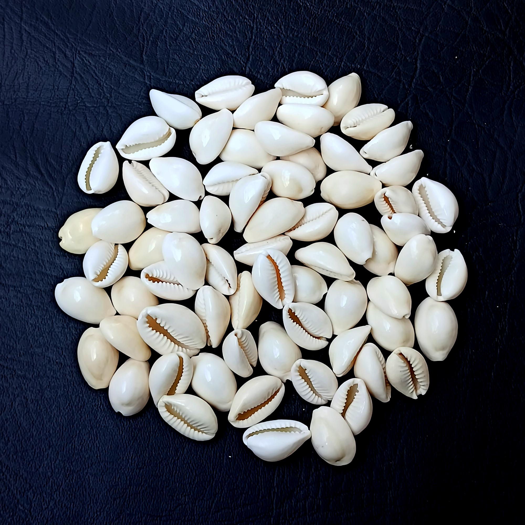 White Cowrie Shells, Cowrie Shell Beads, Bulk Cowries, Natural Shells ...