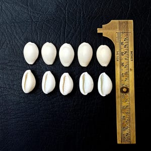White Cowrie Shells, Cowrie Shell Beads, Bulk Cowries, Natural Shells ...
