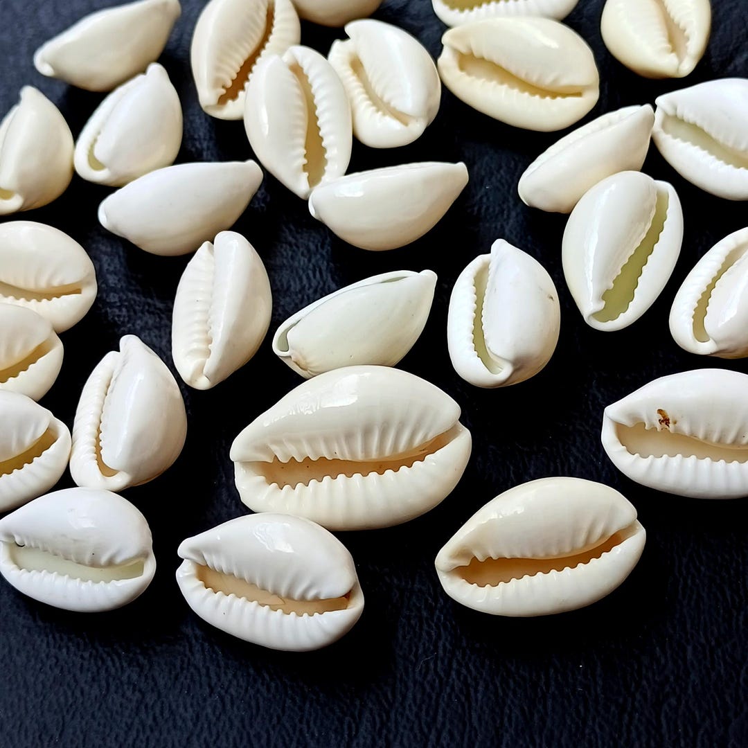 White Cowrie Shells, Cowrie Shell Beads, Bulk Cowries, Natural Shells ...