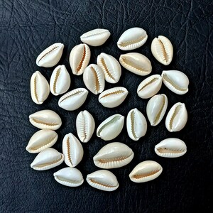 White Cowrie Shells, Cowrie Shell Beads, Bulk Cowries, Natural Shells ...