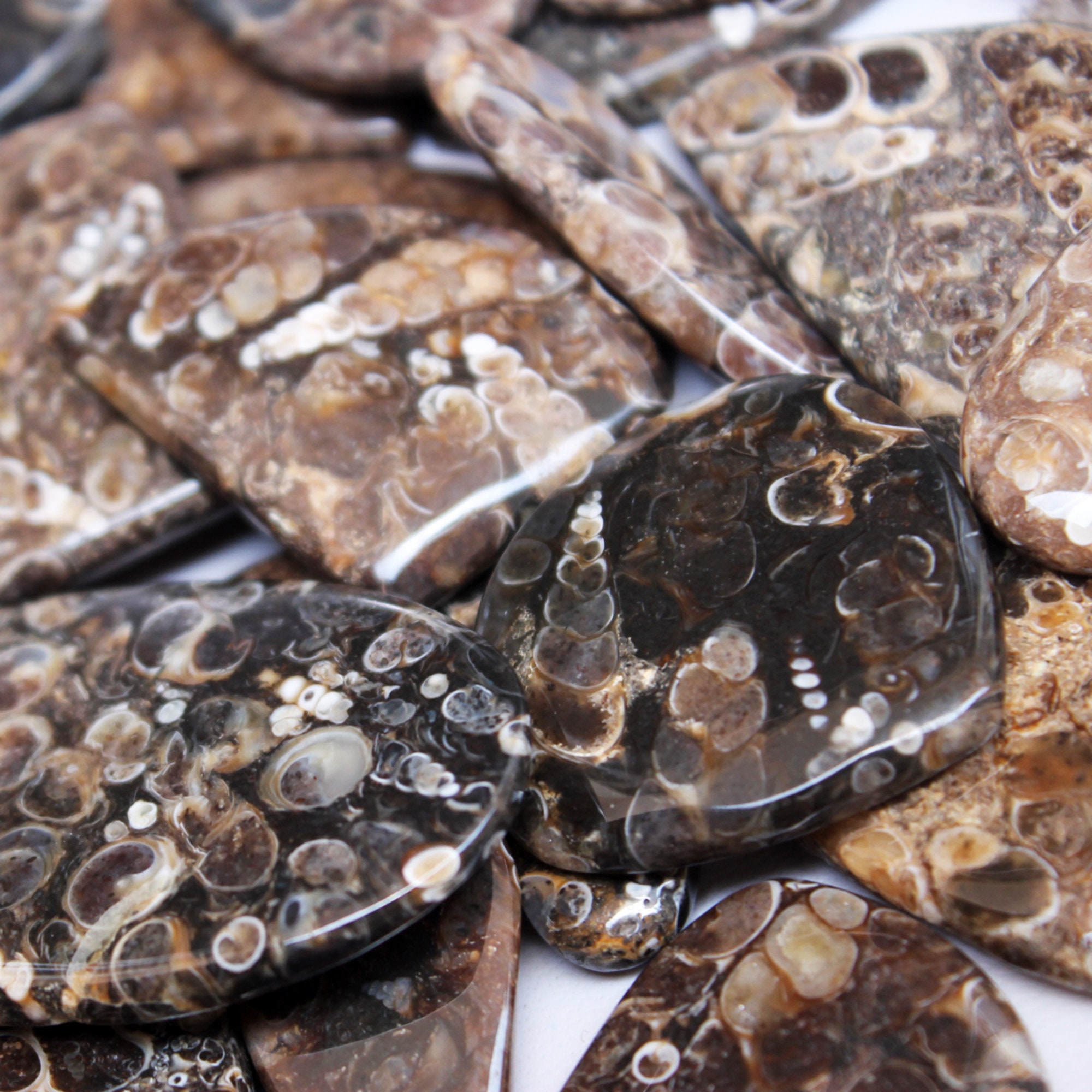 Turritella Fossil Stone Turritella Cabochon lot AAA Quality | Etsy