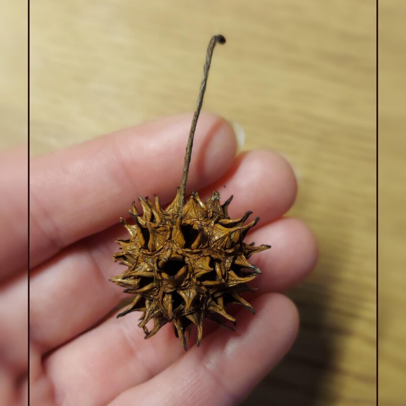 Sweet Gum Ball Crafts - Etsy
