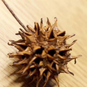 Sweet Gum Tree | Gumball | Home Decor | Burr Balls | Spiky | Pokey Ball ...