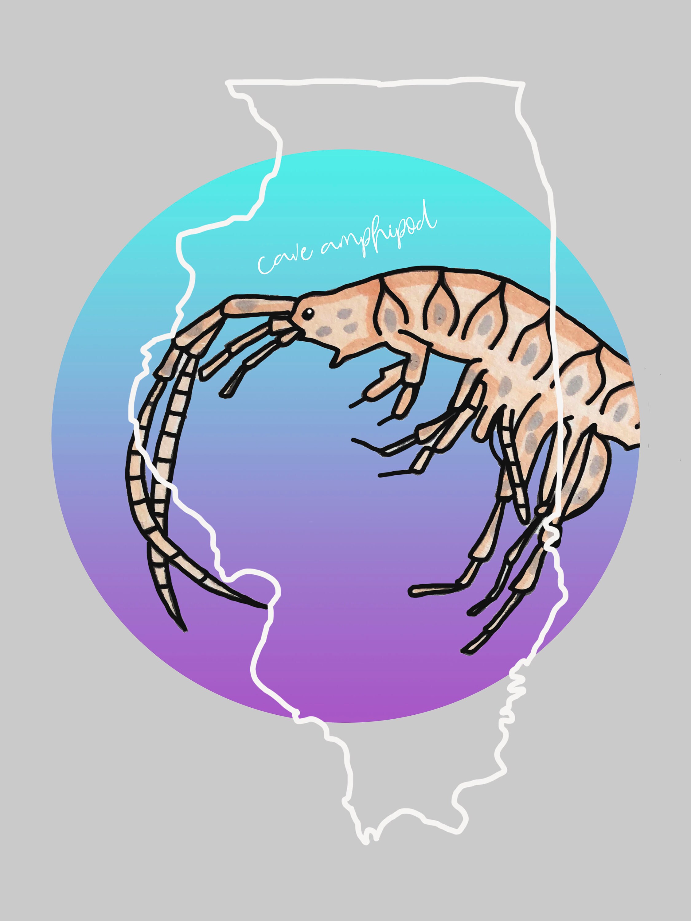 Illinois Cave Amphipod Endangered Species Vinyl Sticker - Etsy