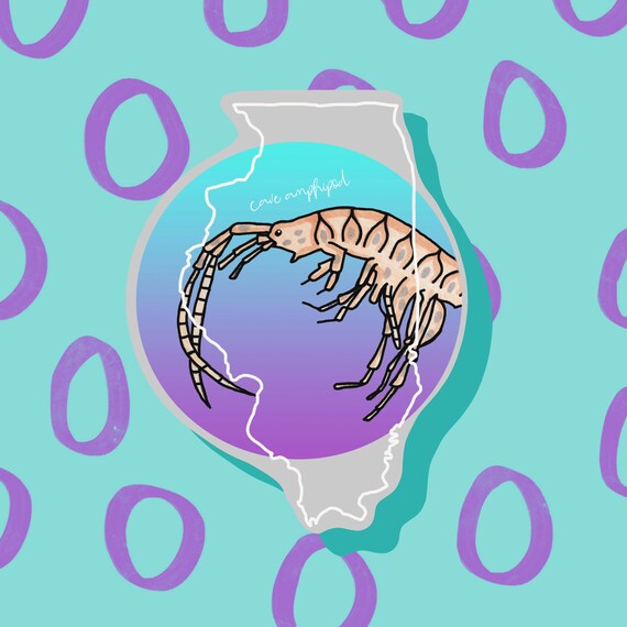 Illinois Cave Amphipod Endangered Species Vinyl Sticker - Etsy