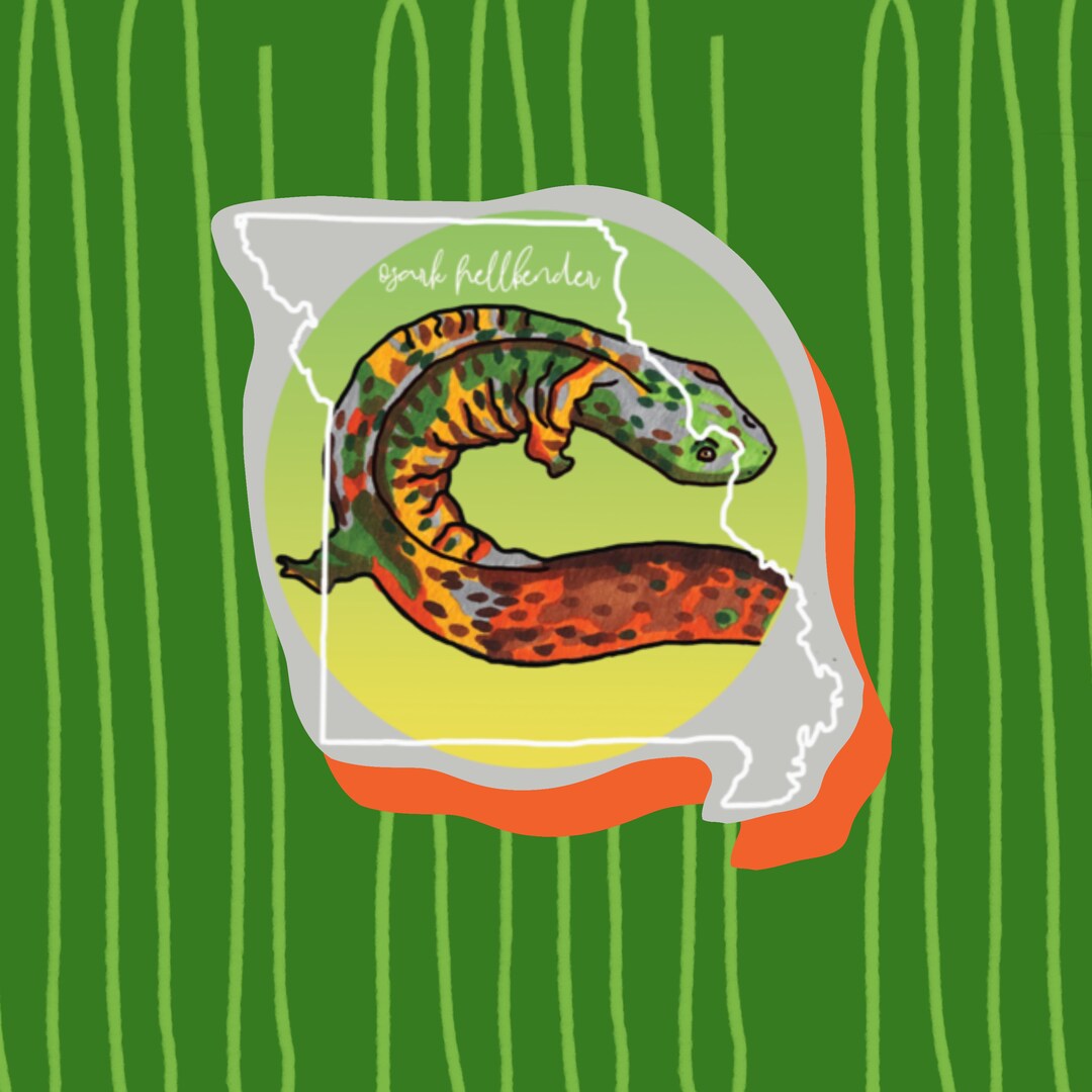 Missouri Ozark Hellbender Endangered Species Vinyl Sticker Miranda ...