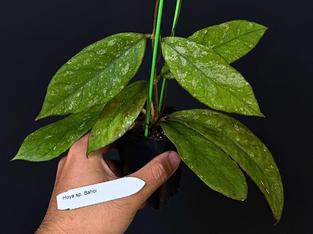 Hoya Sp. Bahoi • Large Leaf Hoya - Etsy
