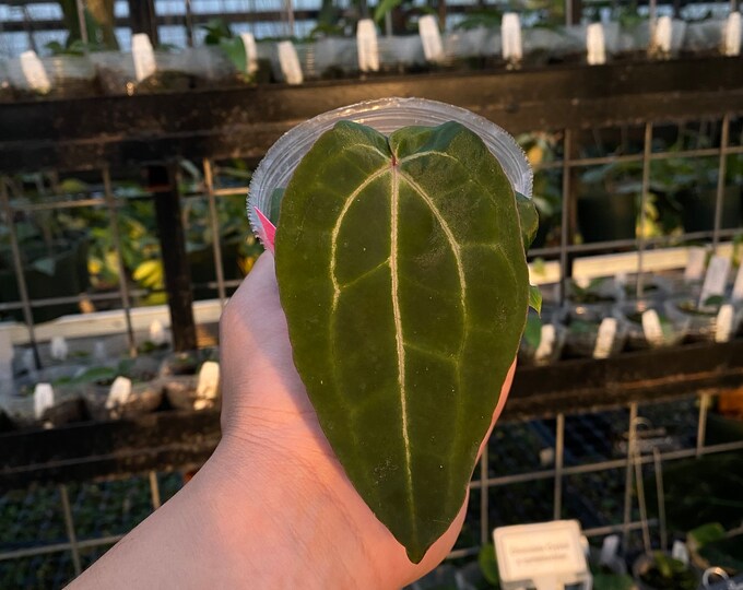 Anthurium Besseae Aff X red Crystallinum EXACT PLANT - Etsy