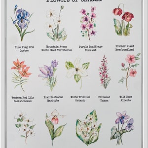Provincial and Territorial Florals of Canada Print, Labelled Flowers of ...