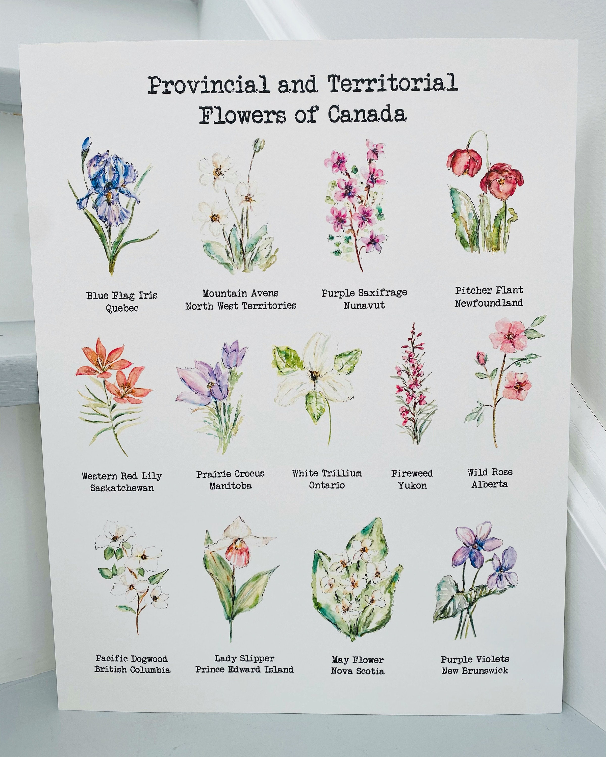 Provincial and Territorial Florals of Canada Print, Labelled Flowers of ...