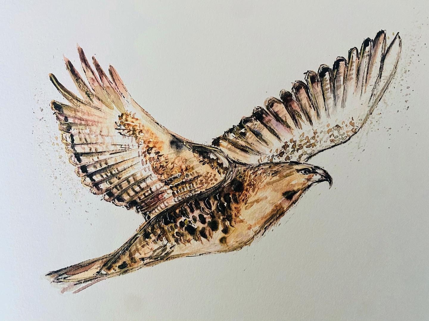 Hawk In Flight Drawing