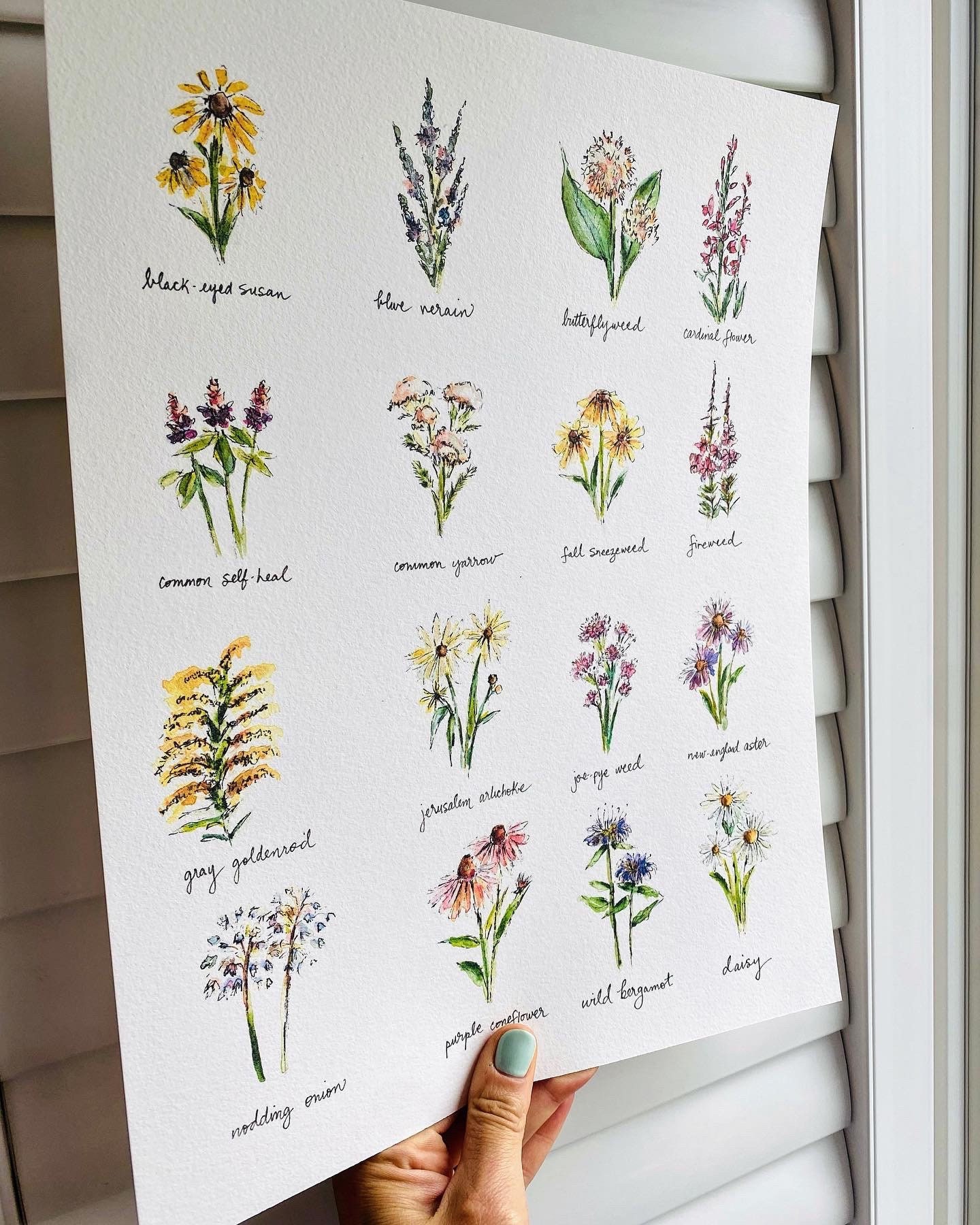 Labeled Watercolour Wildflower Print, Most Popular North American ...