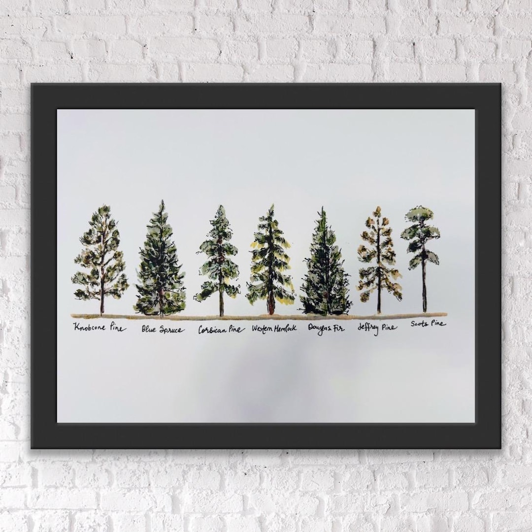 Row Fir Pine Trees, Watercolour Forest Trees Sketch Illustration, Line ...