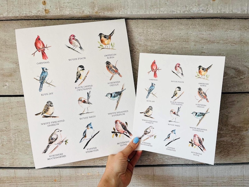 Wild Bird Species Watercolour Labelled Print, North American Bird Art ...