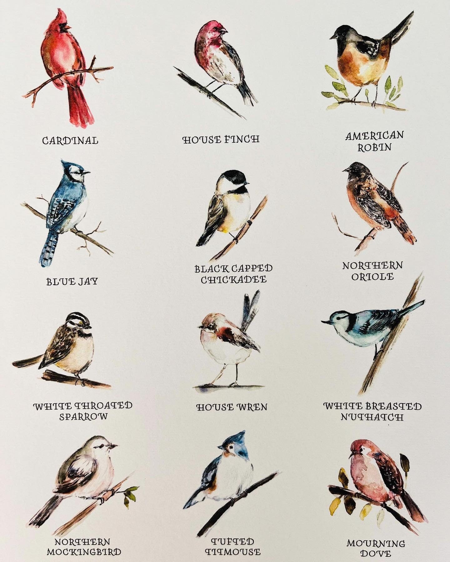 Wild Bird Species Watercolour Labelled Print, North American Bird Art ...